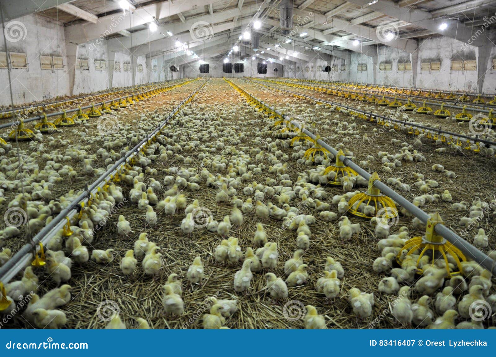 Farm for Growing Broiler Chickens_16 Stock Image - Image of meat ...