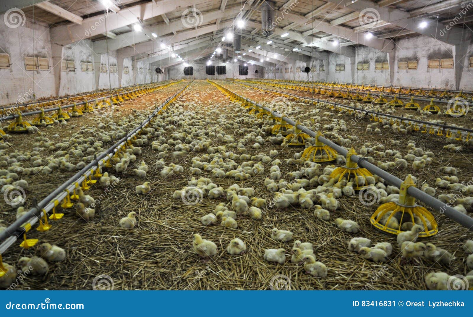 Farm for Growing Broiler Chickens_20 Stock Image - Image of chicken ...