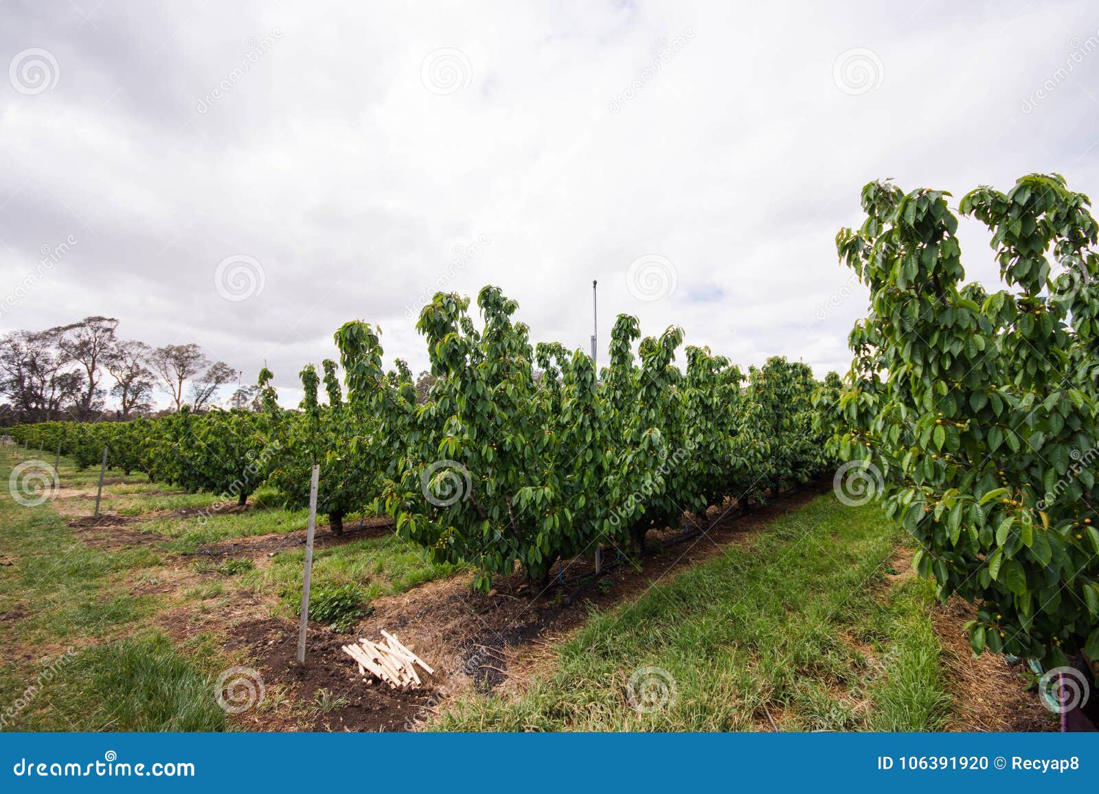 A farm of cherry trees stock photo. Image of farm, caucasian - 106391920