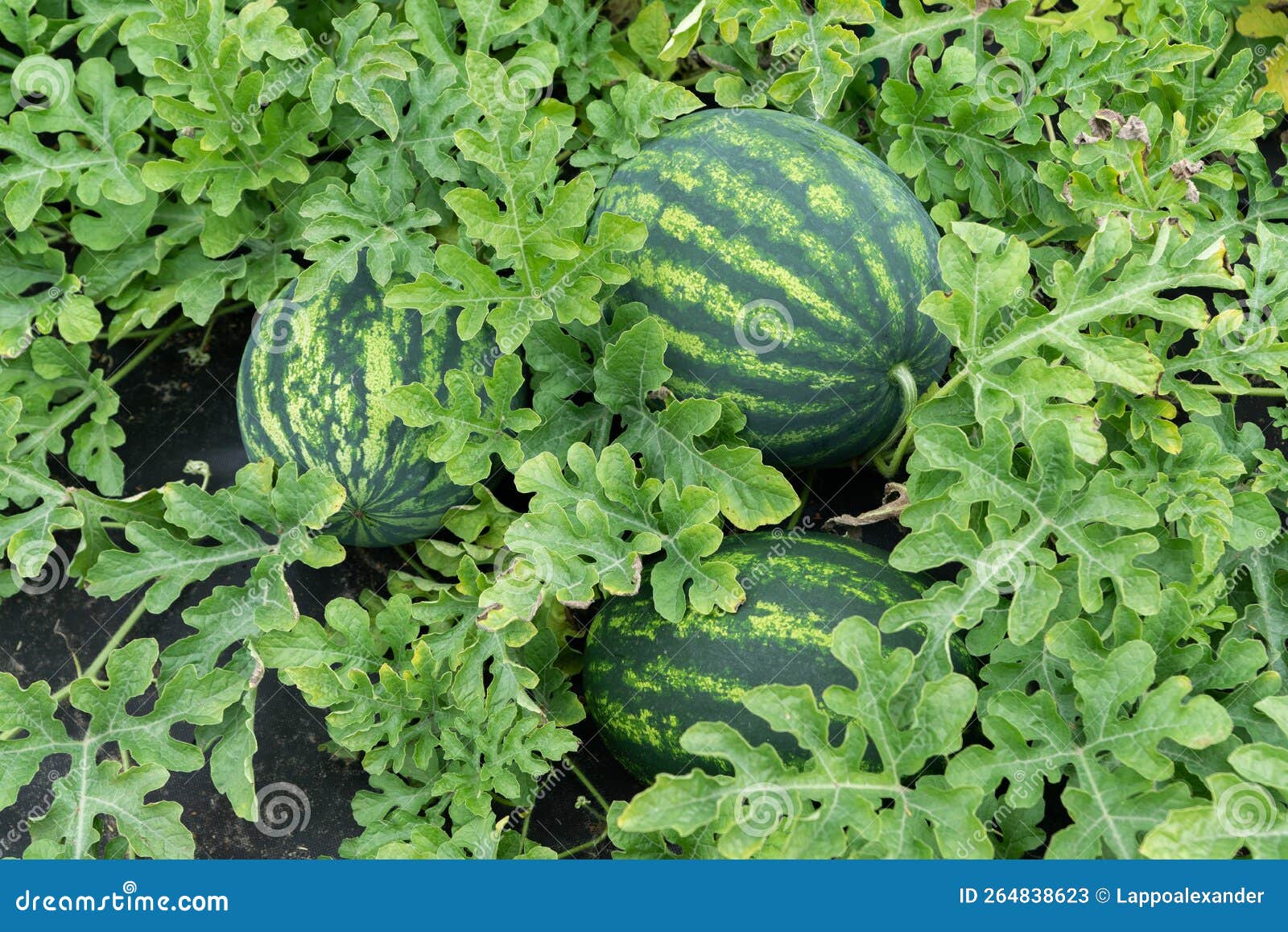 Farm Harvest of Watermelon on the Field Stock Image - Image of healthy ...