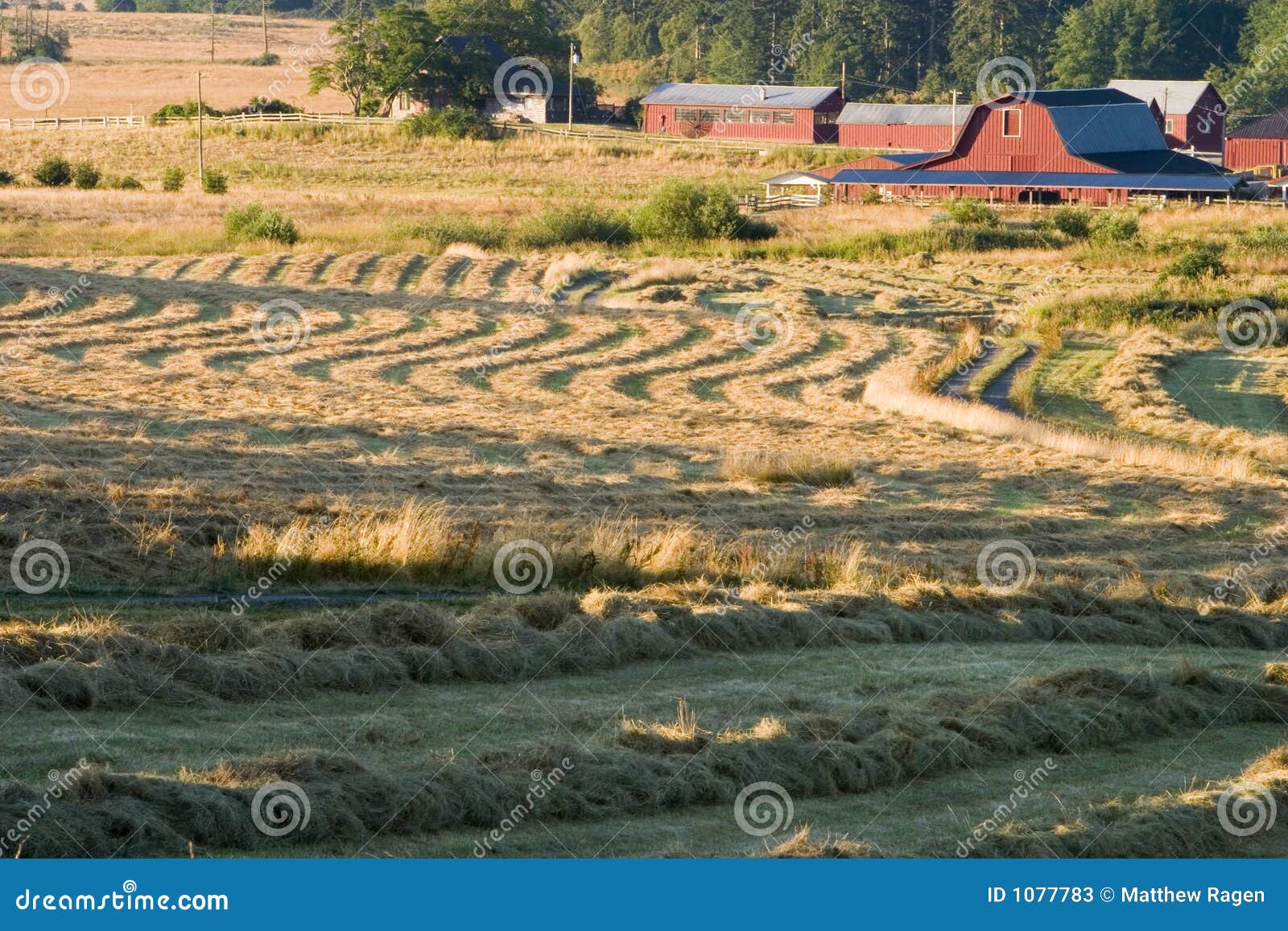 Farm and Hay Field stock image. Image of field, peace - 1077783