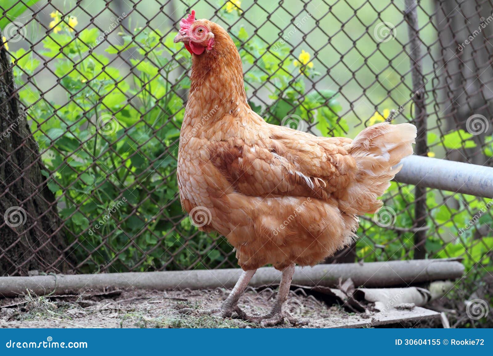 Farm hen stock image. Image of animals, agriculture, chicken - 30604155