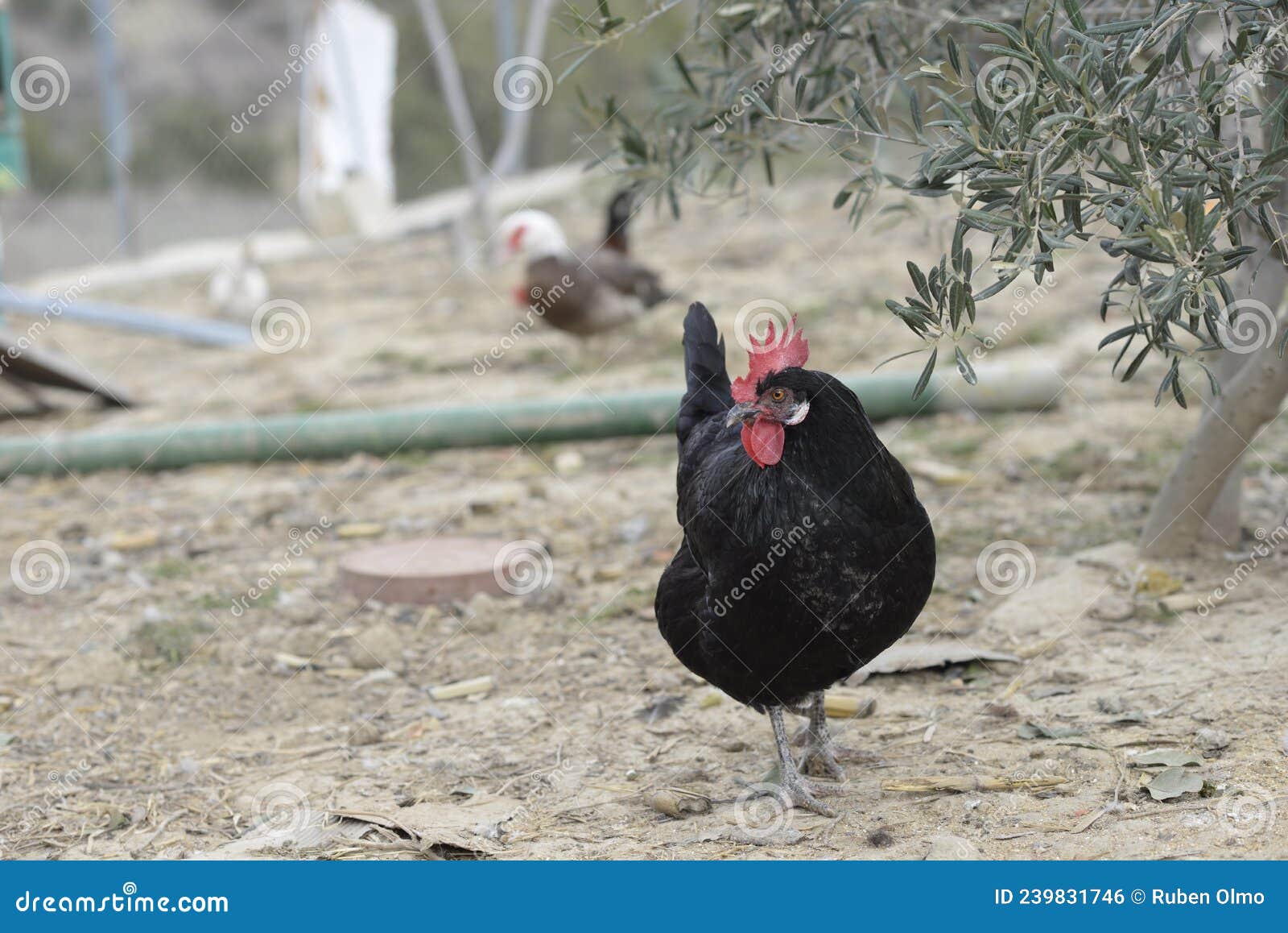 Hen picking in the farm stock photo. Image of pick, farm - 239831746