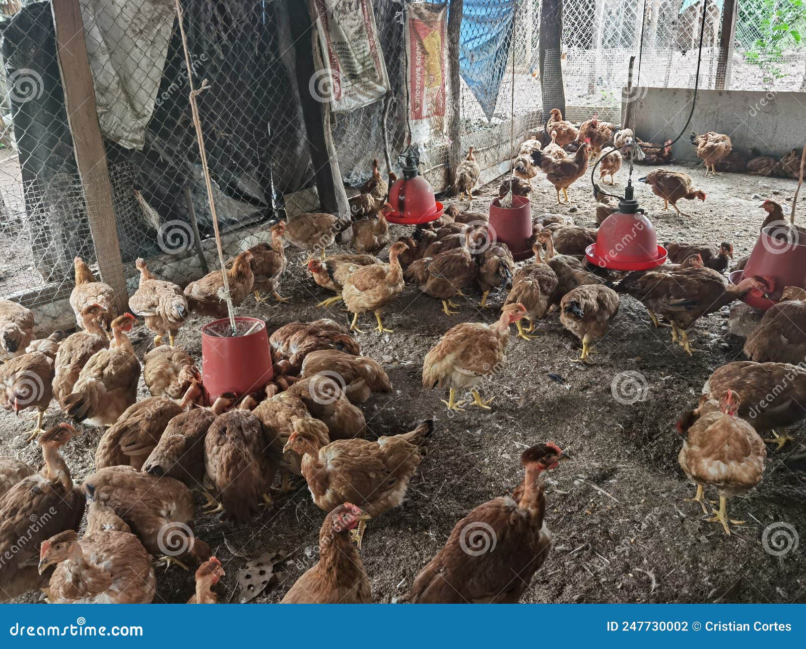 Farm hens in the field stock photo. Image of hatchery - 247730002