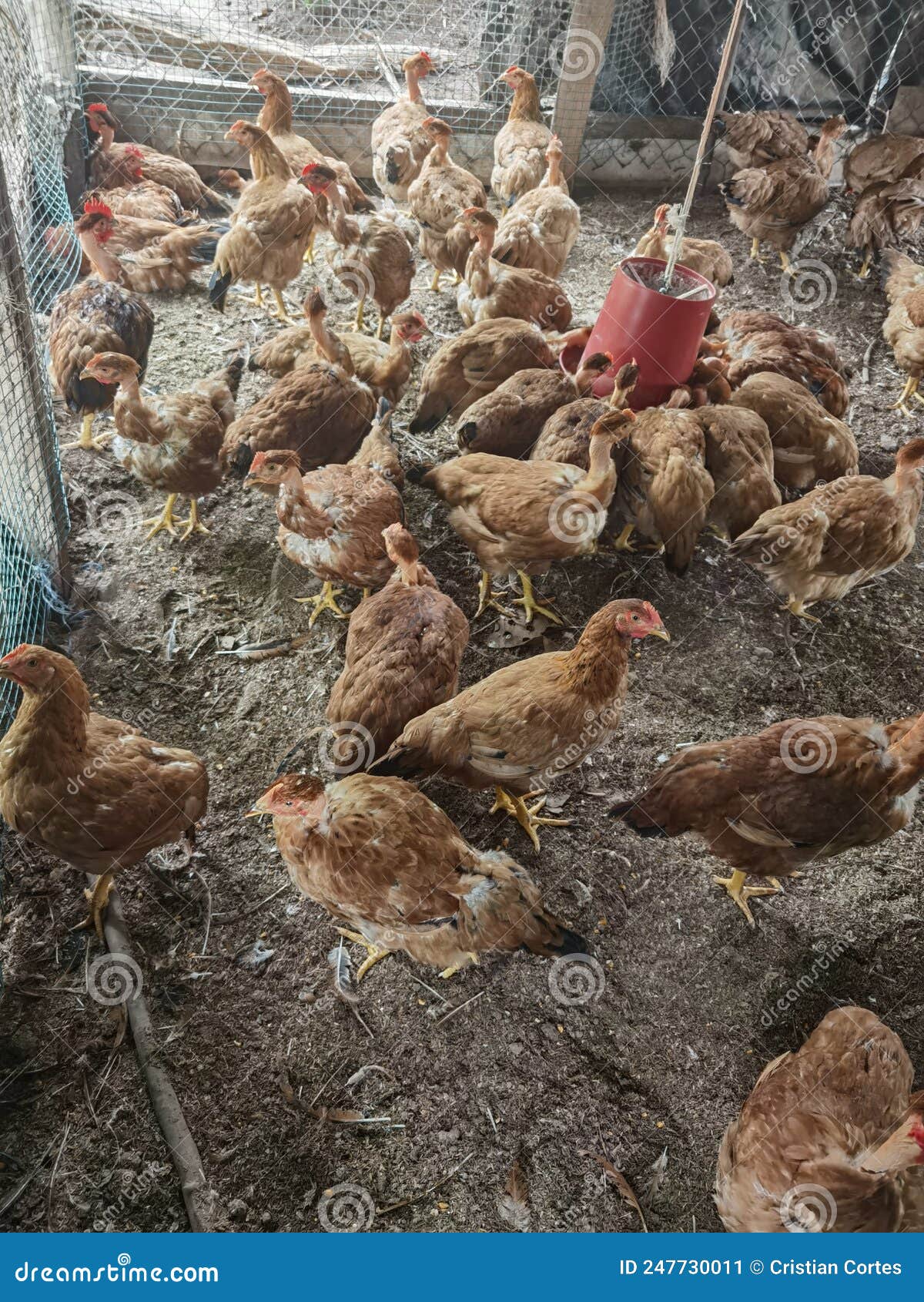 Farm hens in the field stock image. Image of latina - 247730011