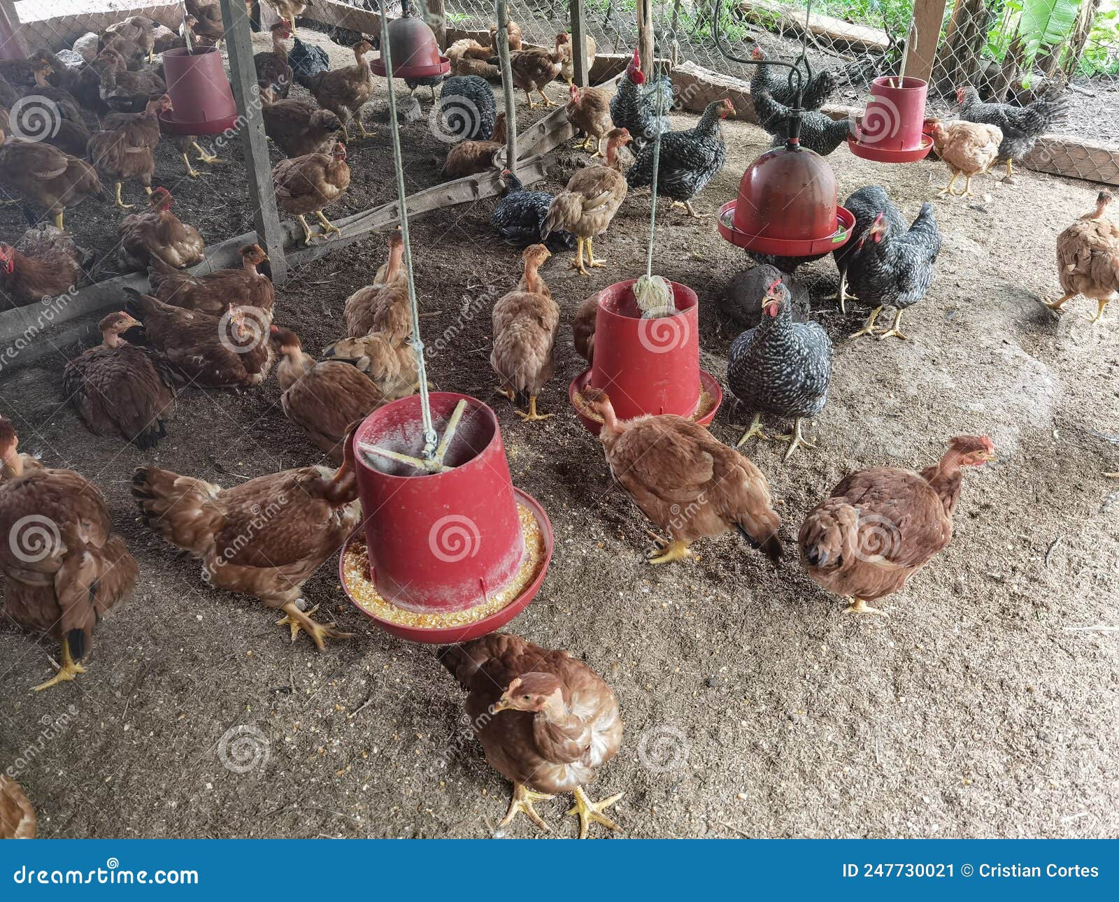 Farm hens in the field stock image. Image of latina - 247730021