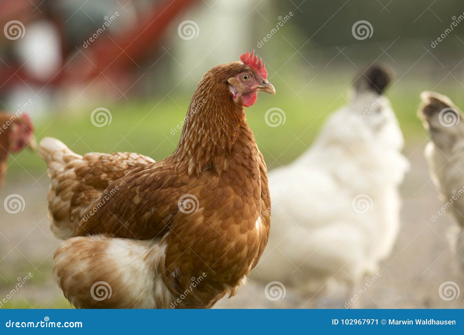 Farm hens stock image. Image of nature, domestic, fowl - 102967971