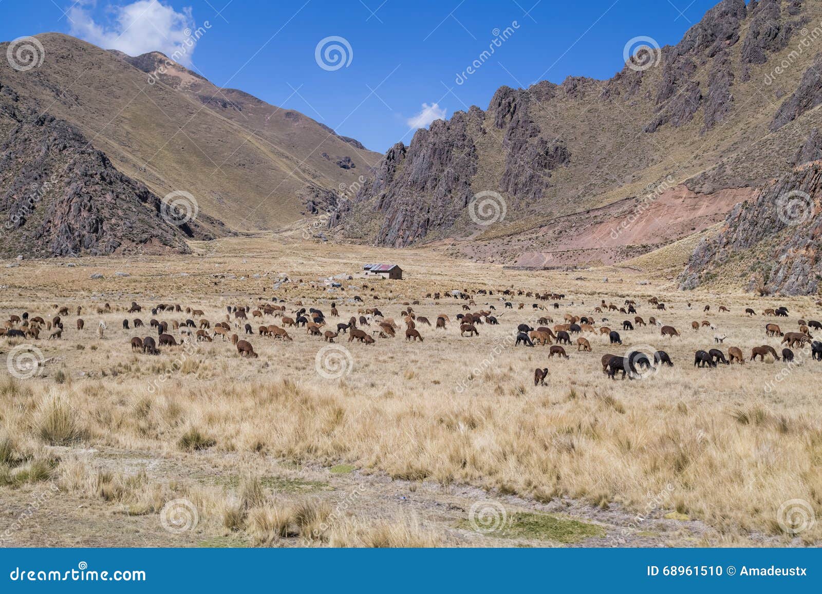 Farm and Herd of Llamas and Alpacas in Andes Mountains, Peru Stock ...