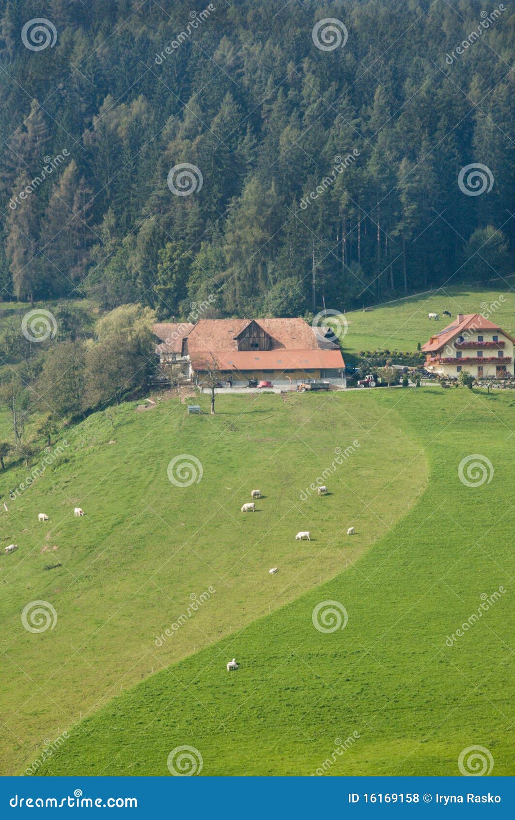 Farm on a hill stock photo. Image of livestock, food - 16169158