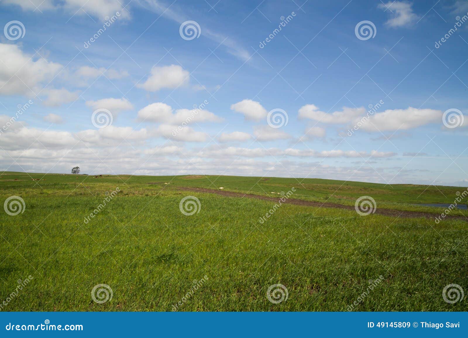 Farm horizon stock image. Image of farmland, lawn, nature - 49145809
