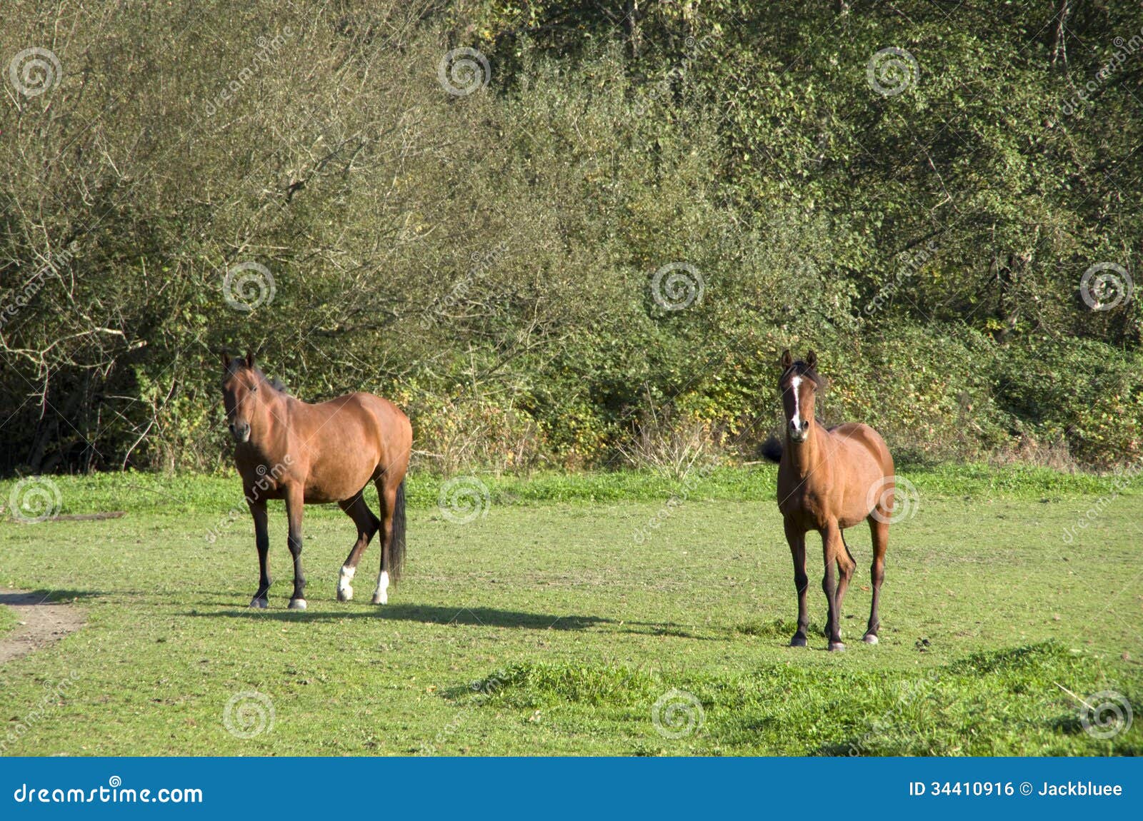 Farm horses stock photo. Image of standing, agriculture - 34410916