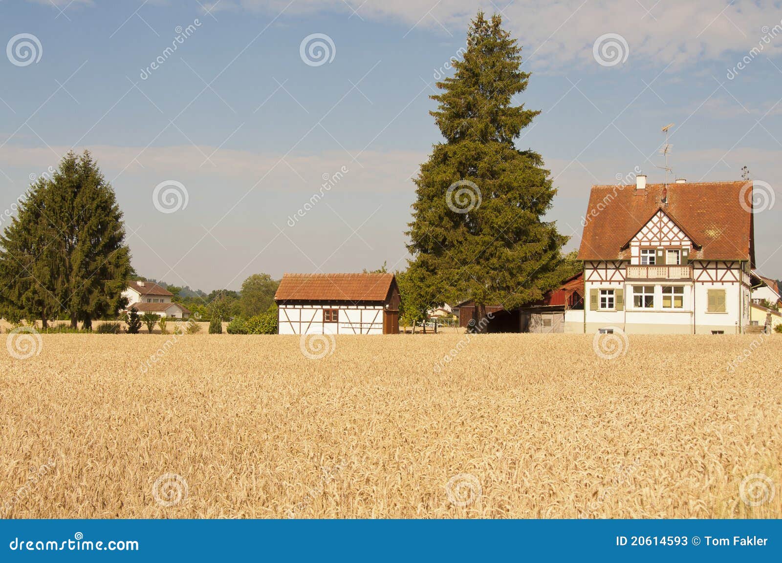 Farm House and Barn with Wheat Field Stock Image - Image of grain ...