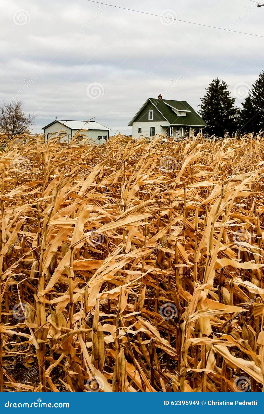 Farm House and Corn Field on Fall Day Stock Image - Image of farm ...