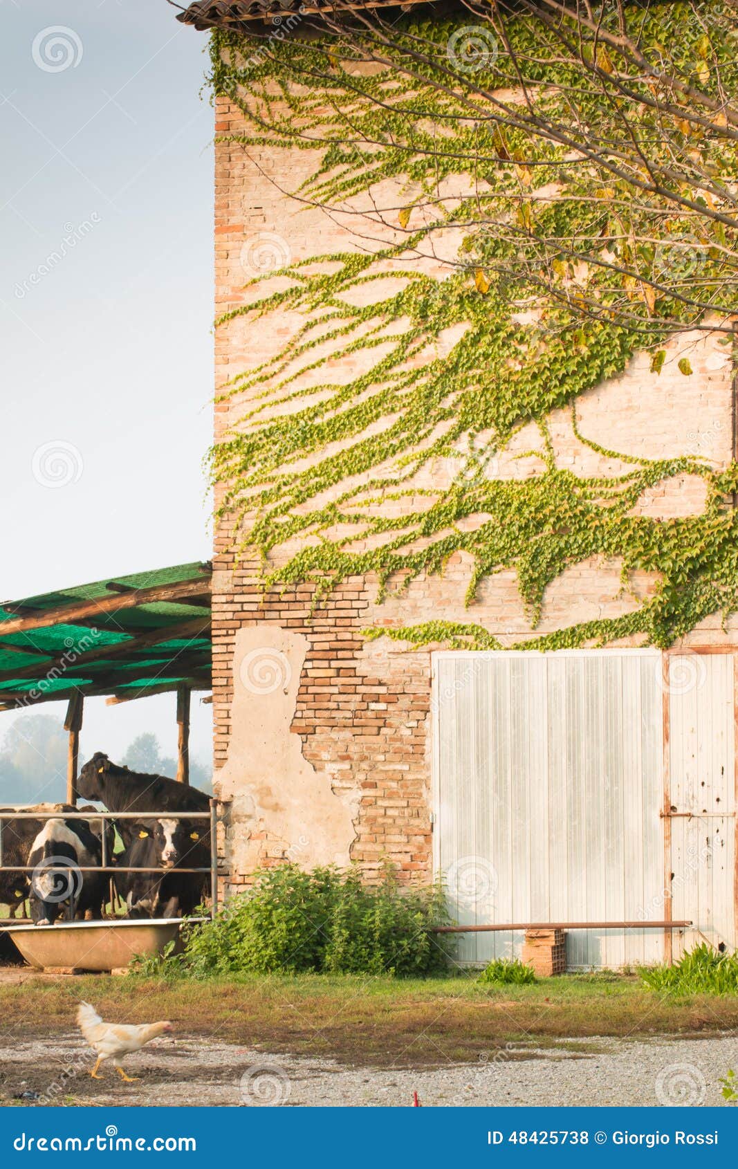 Farm House with Cows and Round Hay Bales Stock Photo - Image of ...
