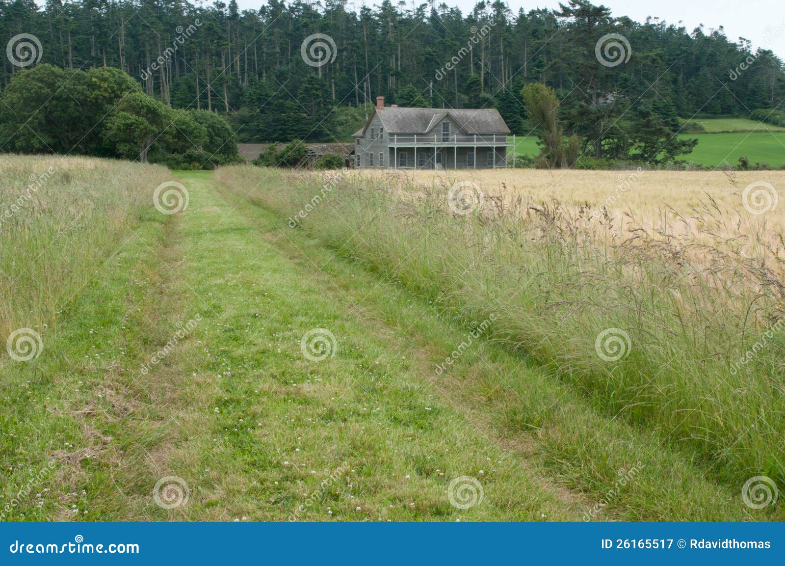 Farm House in a Wheat Field Stock Image - Image of crop, siding: 26165517