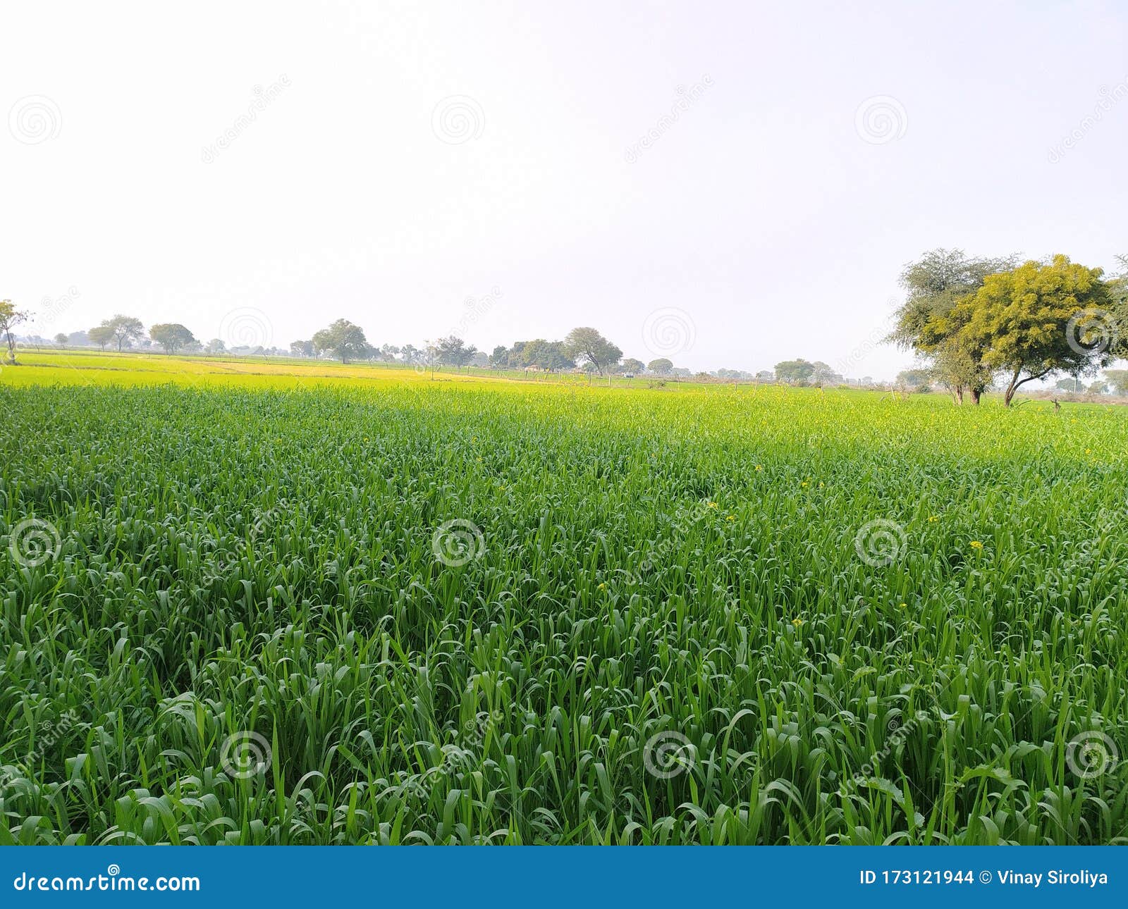 Farm in a indian village stock photo. Image of village - 173121944