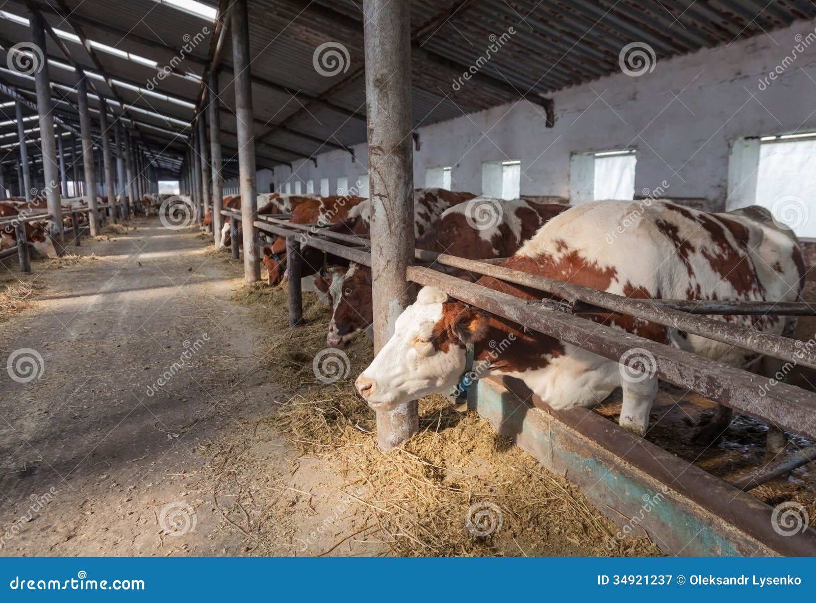 Dairy Farms Inside