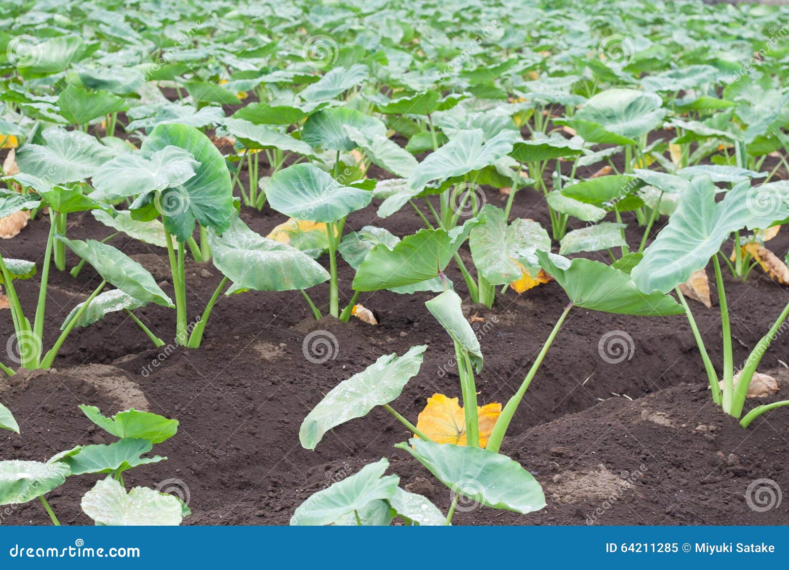 Farm of Japanese Taro stock image. Image of outdoor, esculenta - 64211285