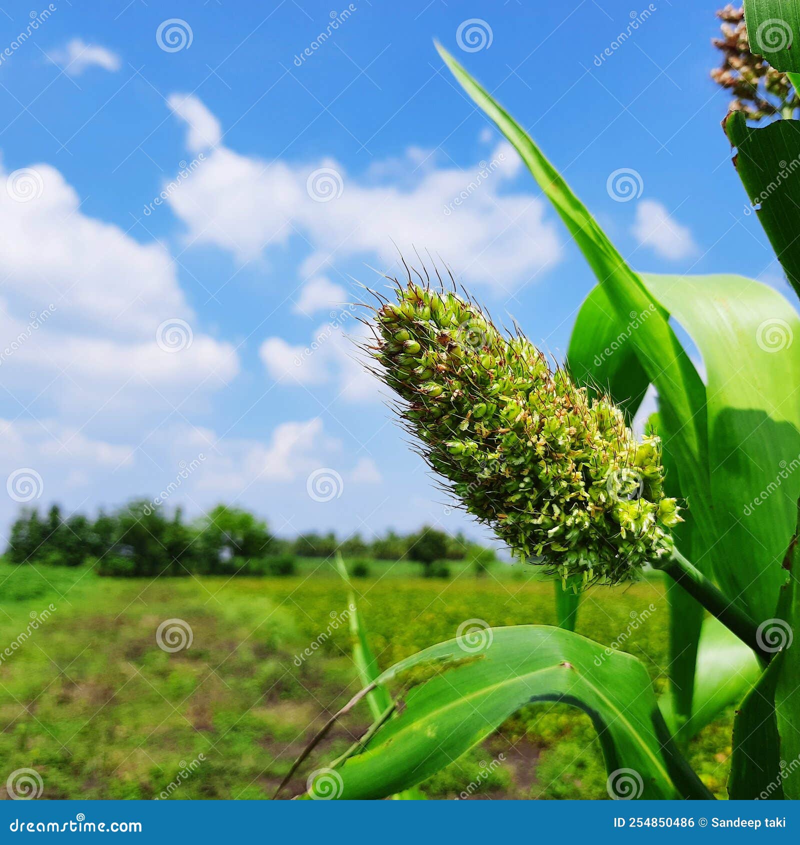 Farm jowar plant stock photo. Image of lawn, plant, crop - 254850486