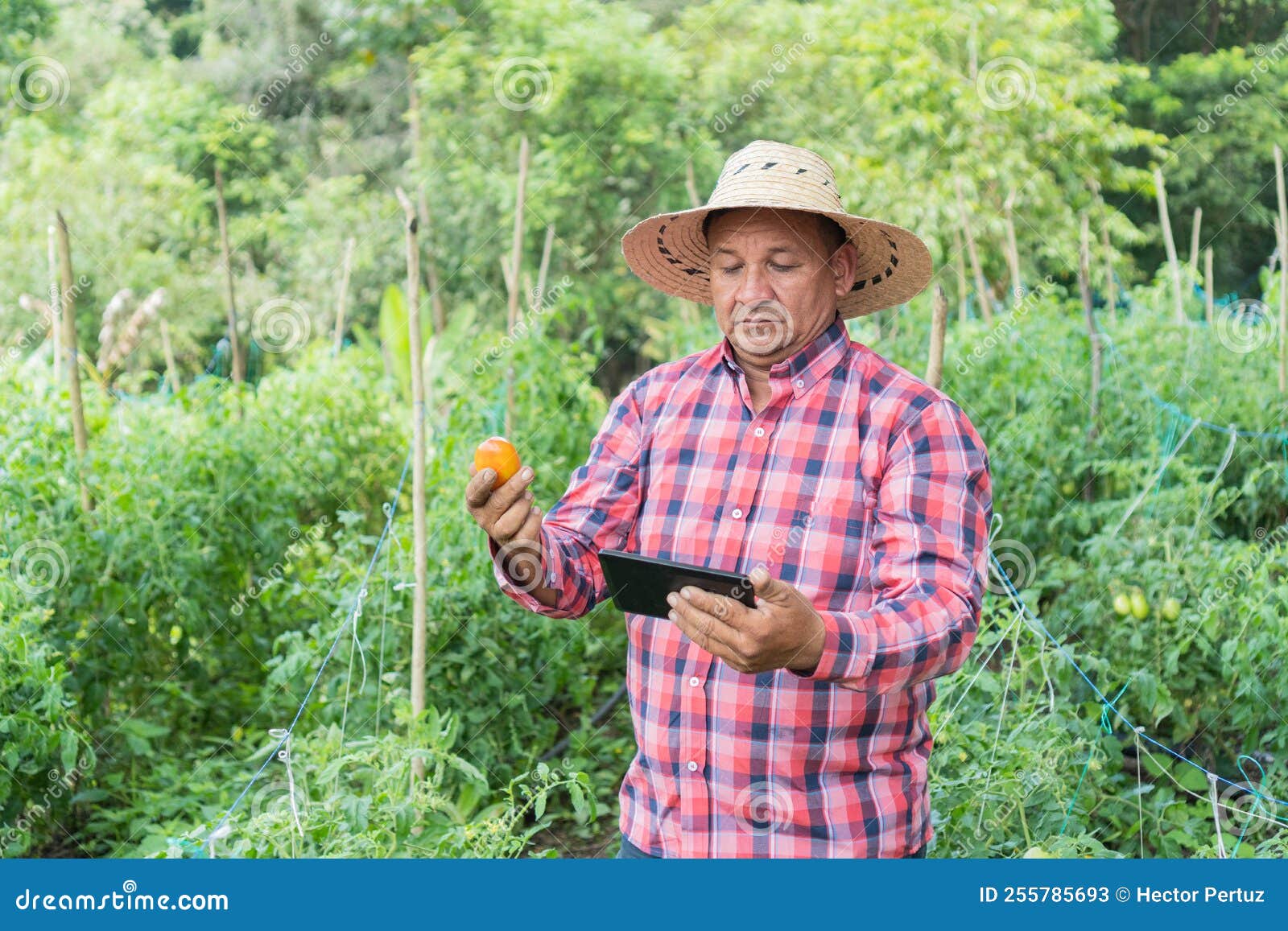 Farm Laborer Using a Digital Tablet on a Plantation Stock Image - Image ...