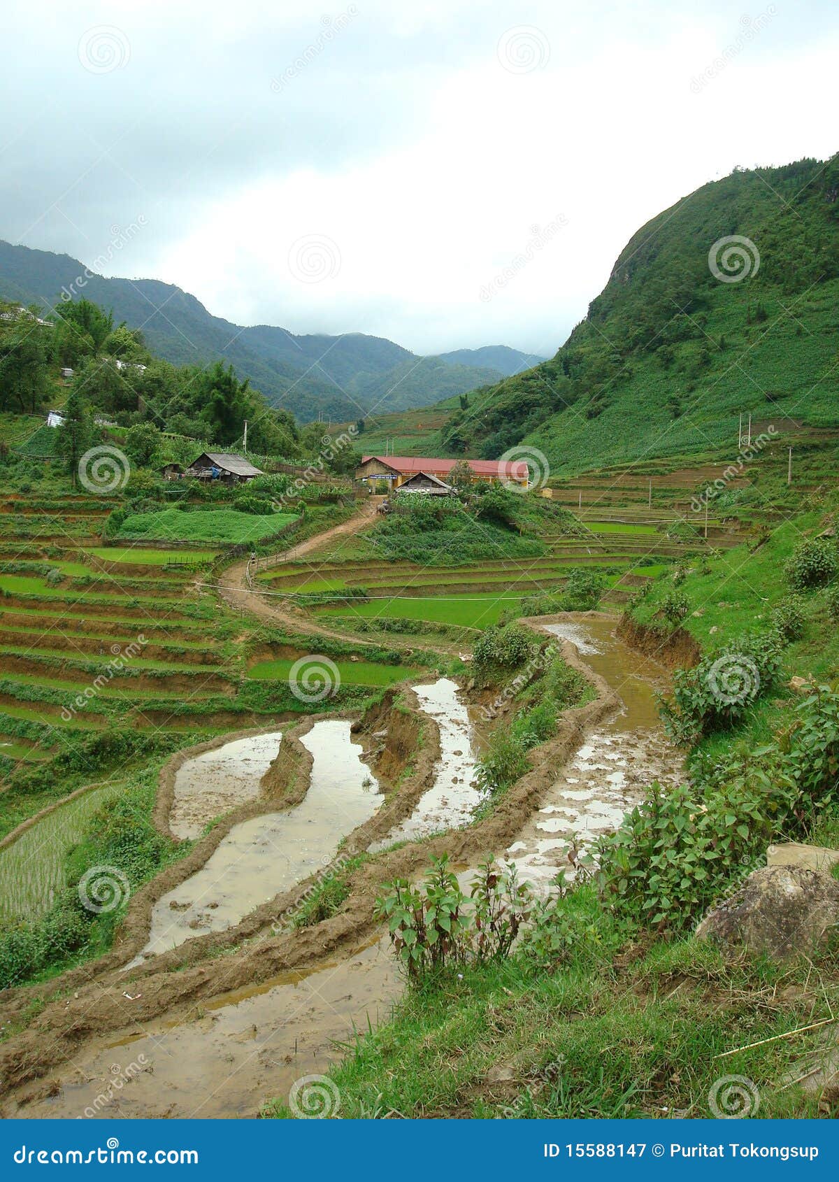 Farm ladder stock image. Image of grow, growing, mountain - 15588147