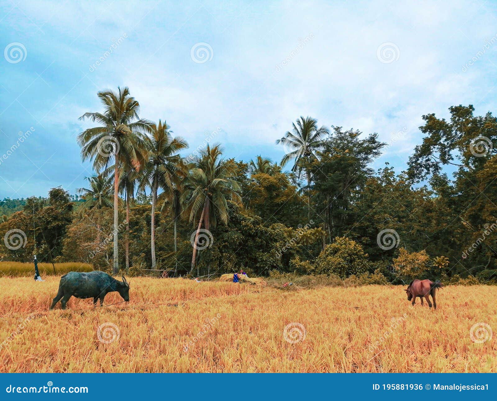 Farm Land Agriculture in Asia Stock Photo - Image of asia, land: 195881936
