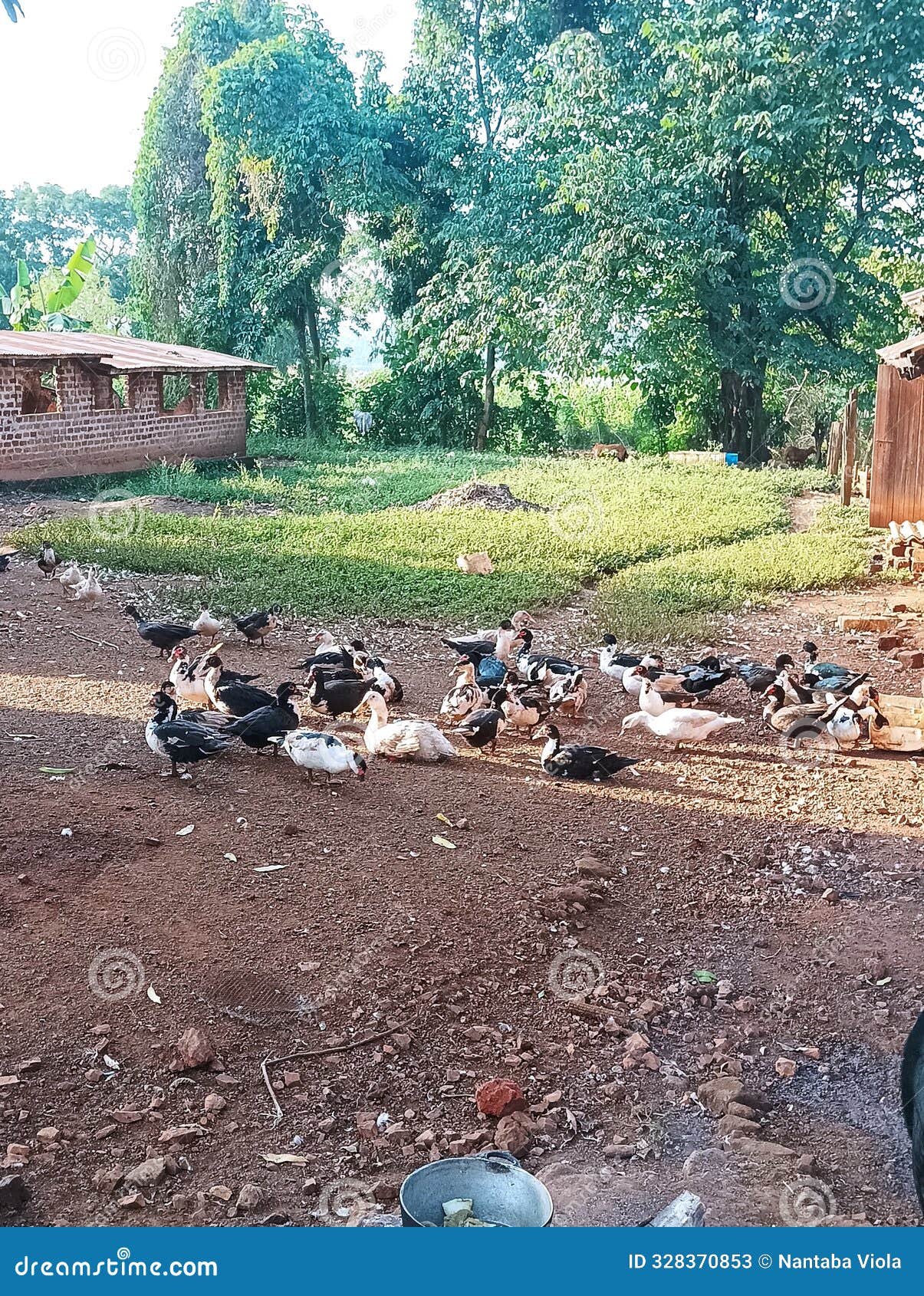 Farm Land Rearing Birds& Animals Stock Image - Image of animals, farm ...