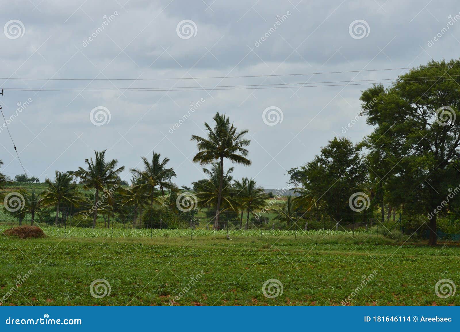 Farm land with trees stock photo. Image of tree, savanna - 181646114