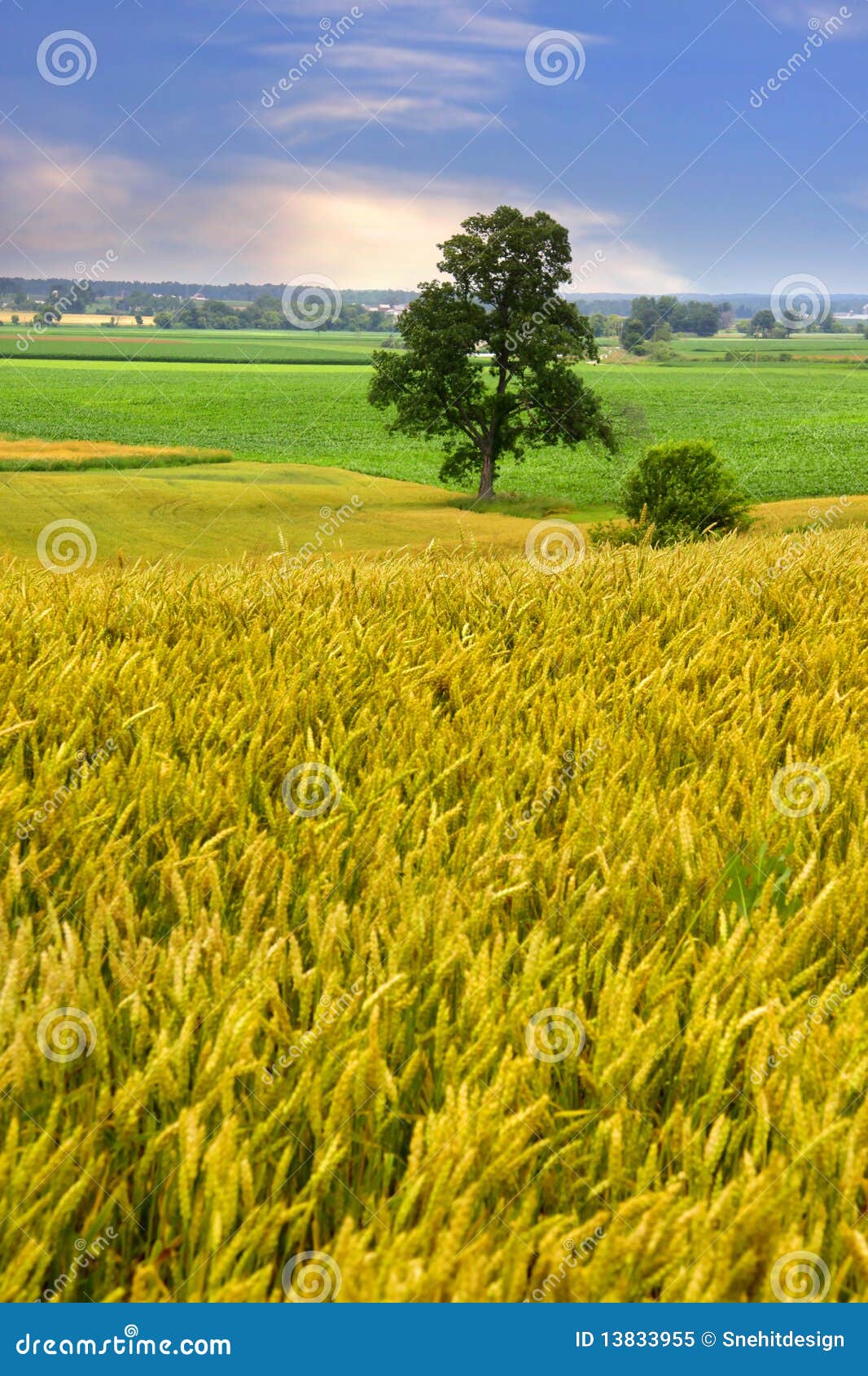 Farm landscape stock image. Image of crop, house, bloom - 13833955