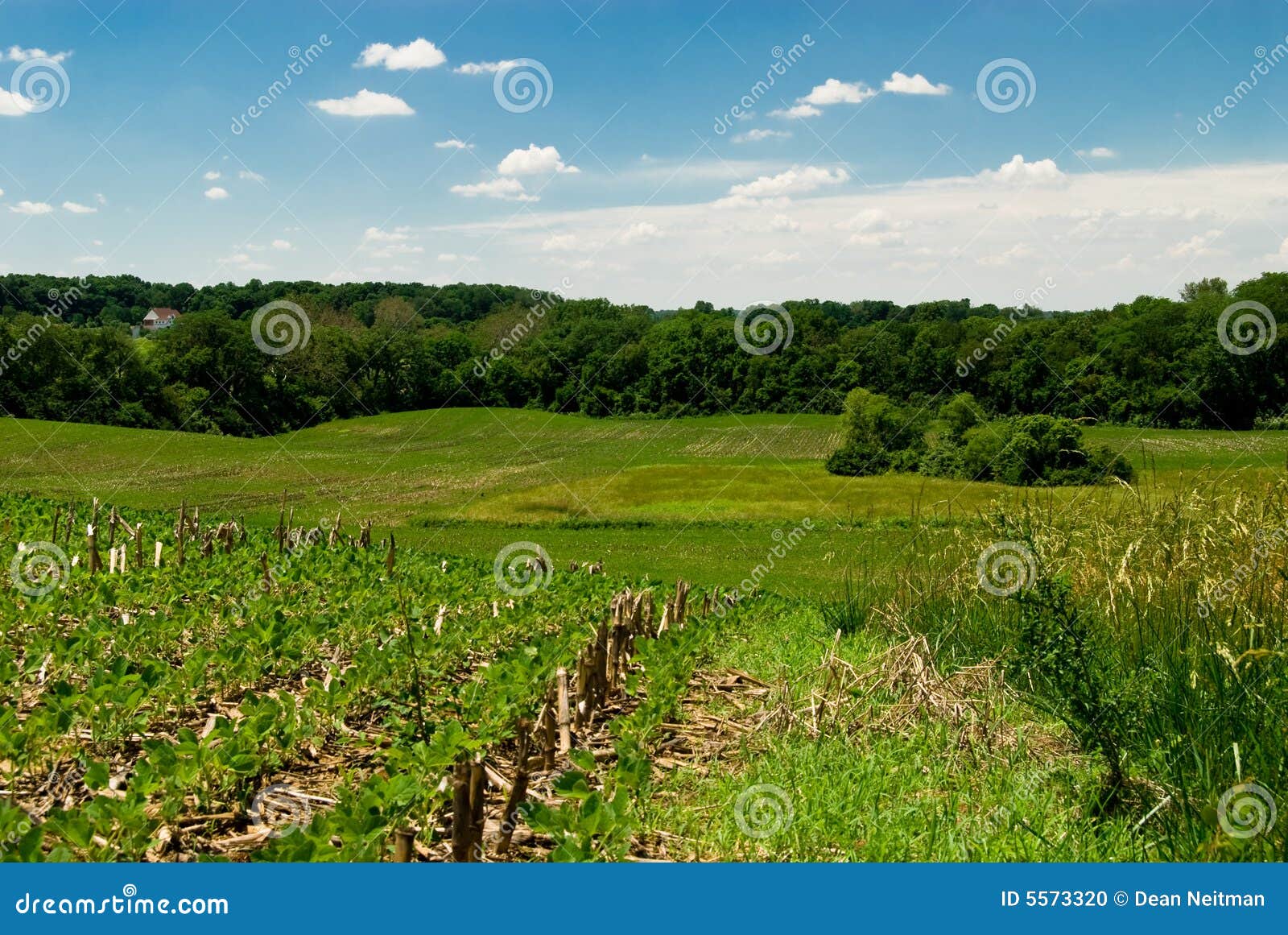 Farm Landscape stock photo. Image of countryside, agricultural - 5573320