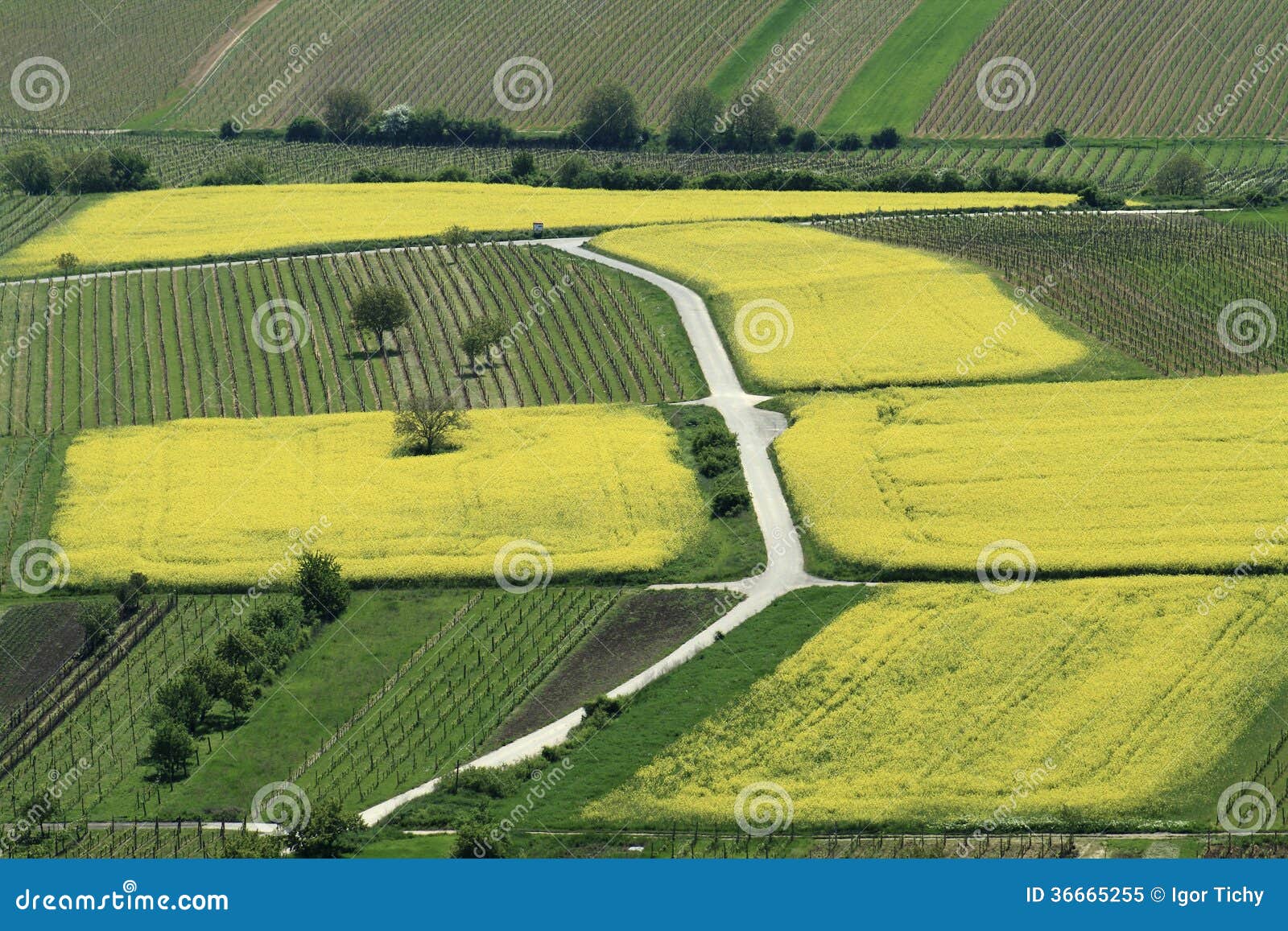 Farm Landscape from Above stock image. Image of brassica - 36665255