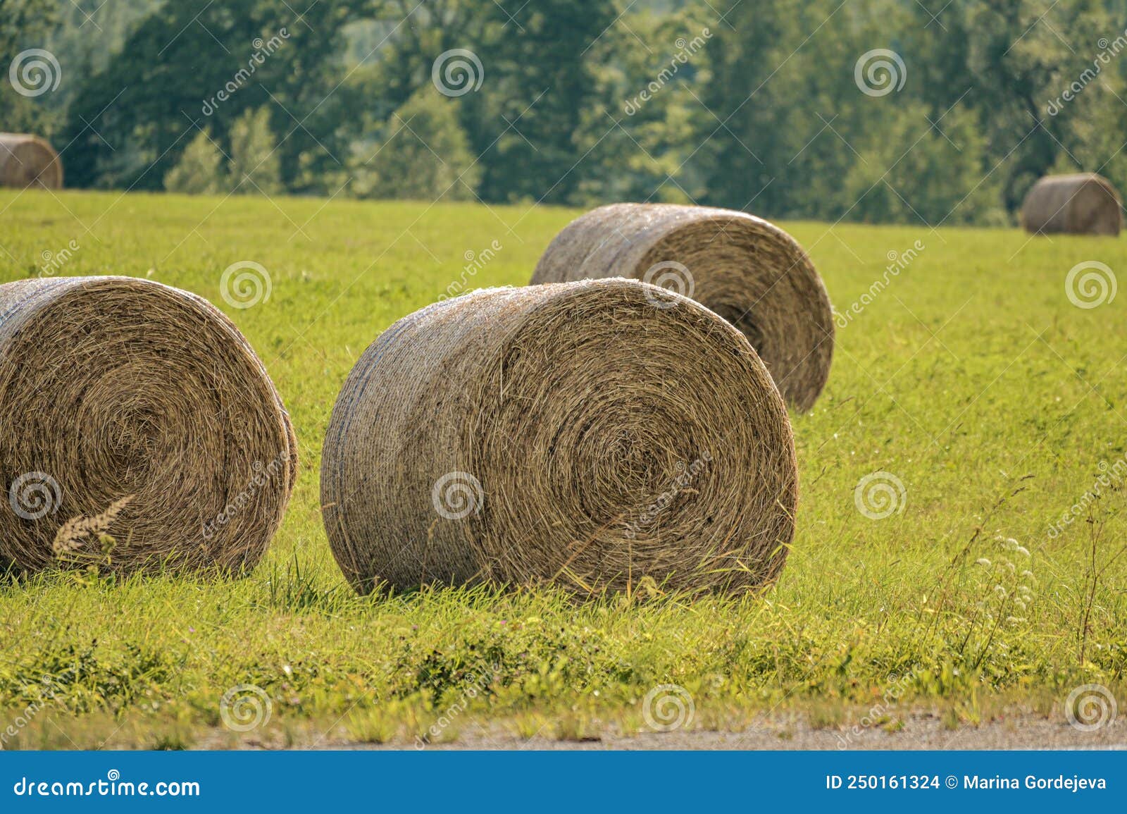 Farm Landscape, Large Roll of Straw on a Farm on a Green Field Stock ...