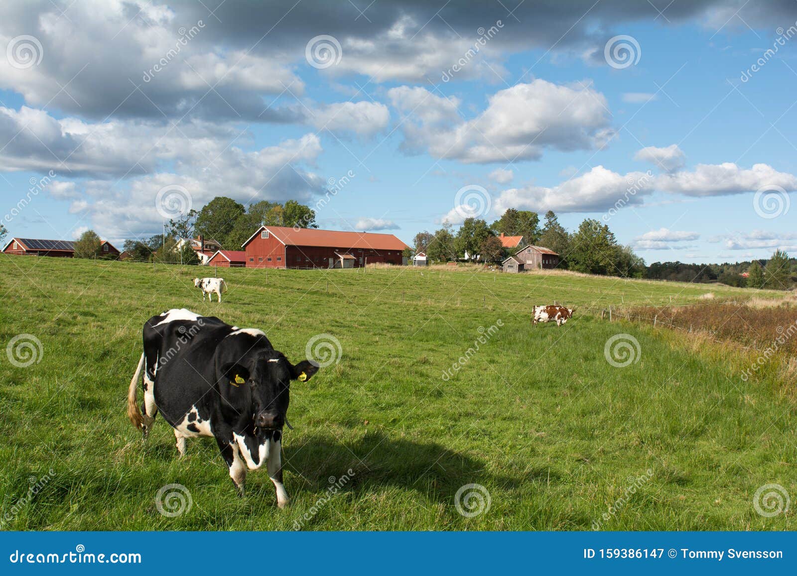 Farm landscape in Sweden stock image. Image of animal - 159386147