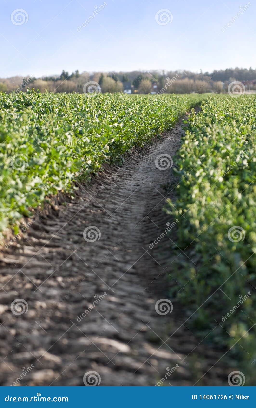 Farm Lane through Potato Field Stock Photo - Image of farmland, natural ...