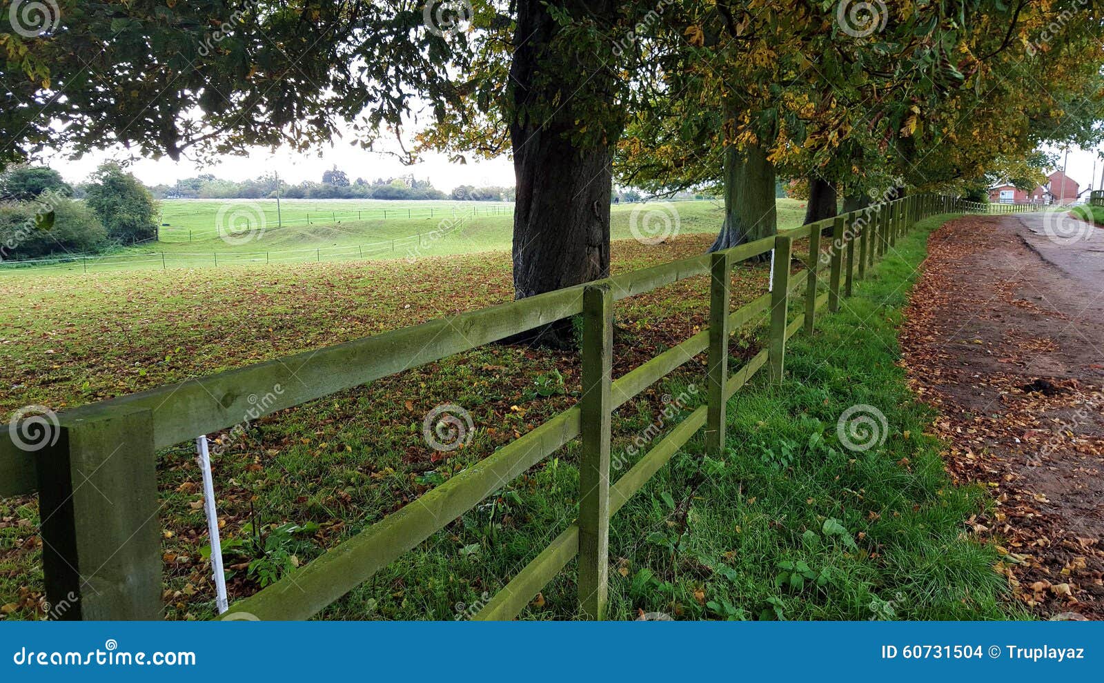 Farm lane stock photo. Image of treeline, road, farm - 60731504