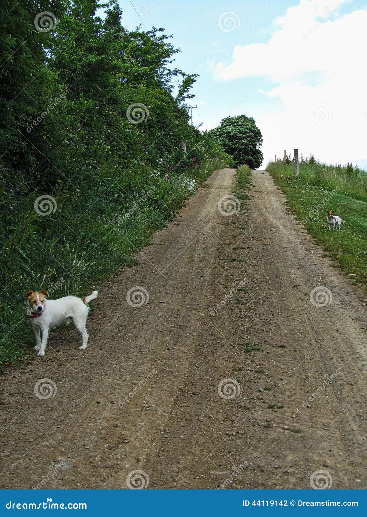 Farm Lane way stock photo. Image of pets, country, summer - 44119142