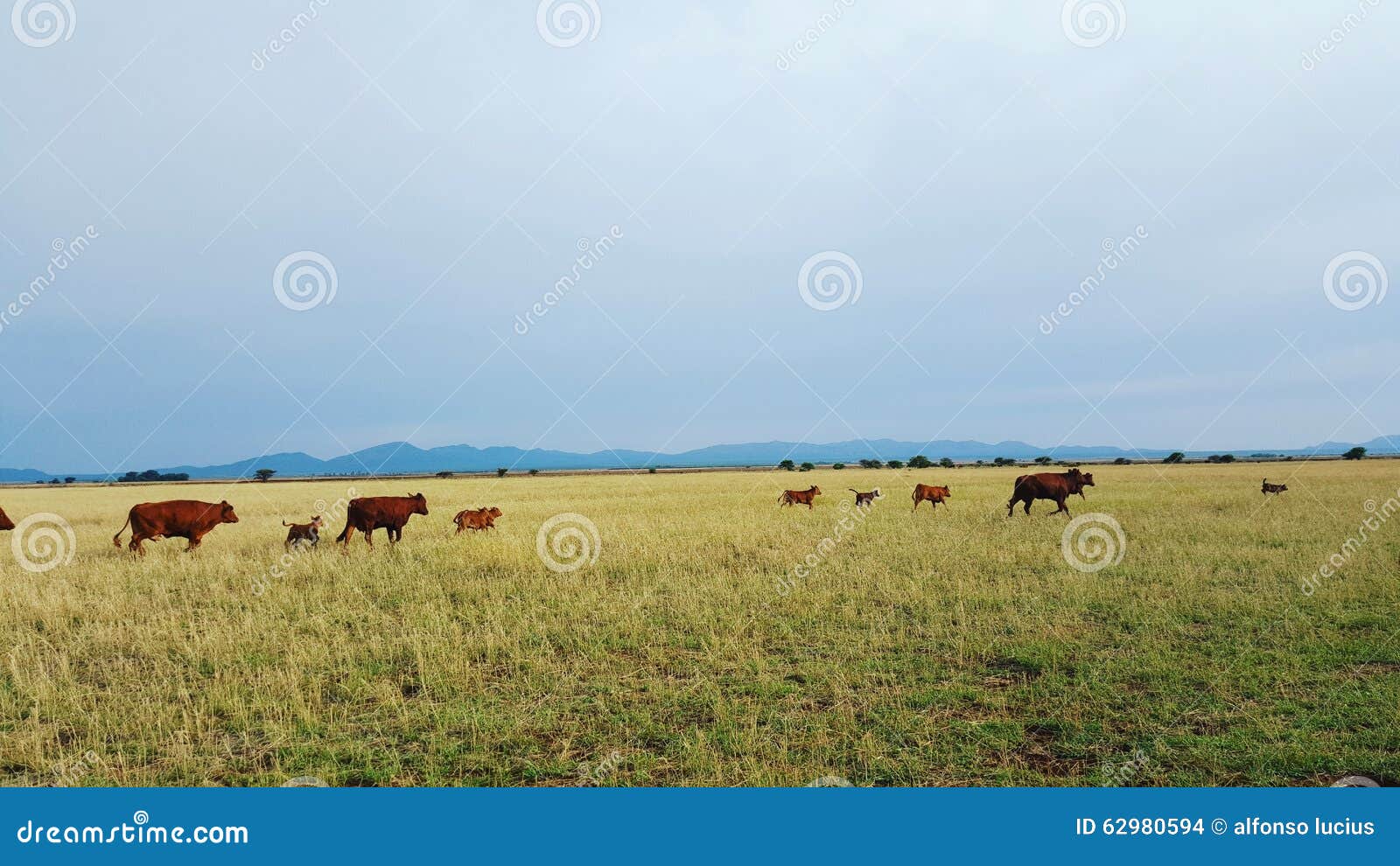 Farm life stock photo. Image of africa, farm, catle, amateur - 62980594