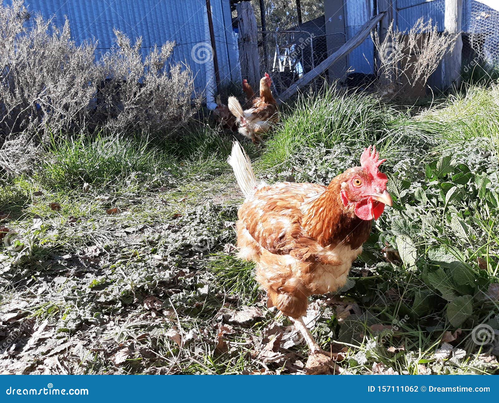 Farm life stock photo. Image of life, chickens, plants - 157111062