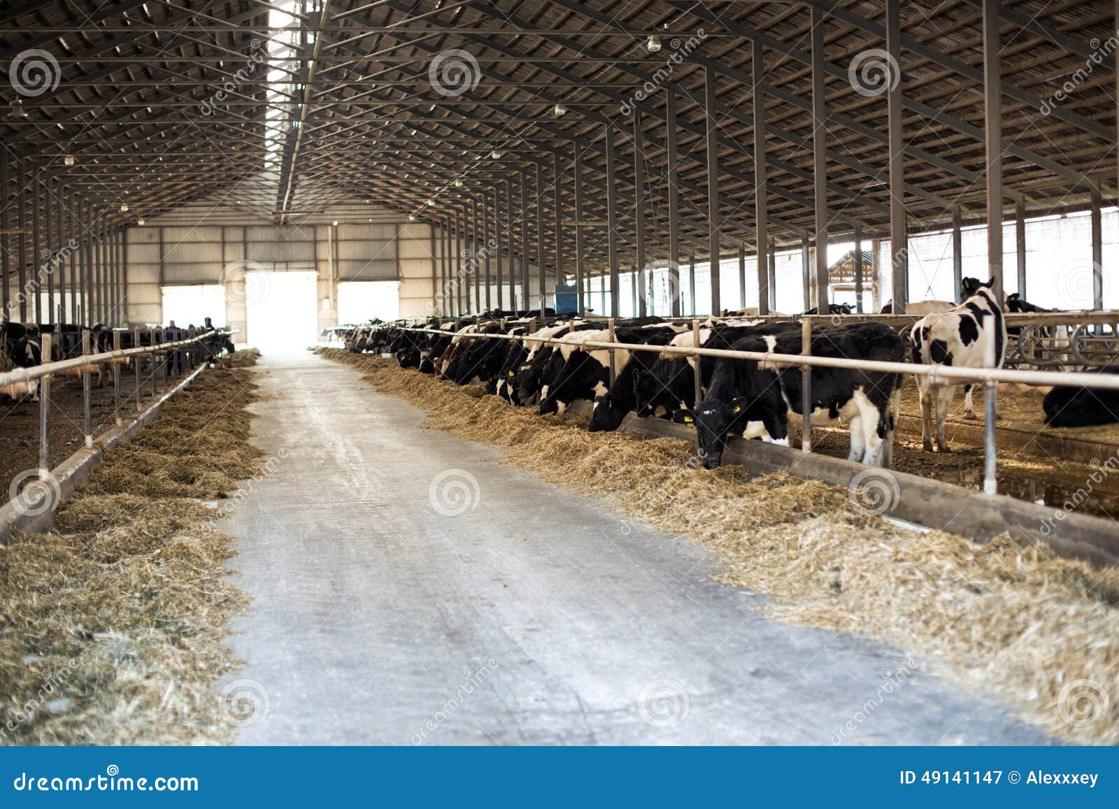Farm with lots of cows stock image. Image of livestock - 49141147