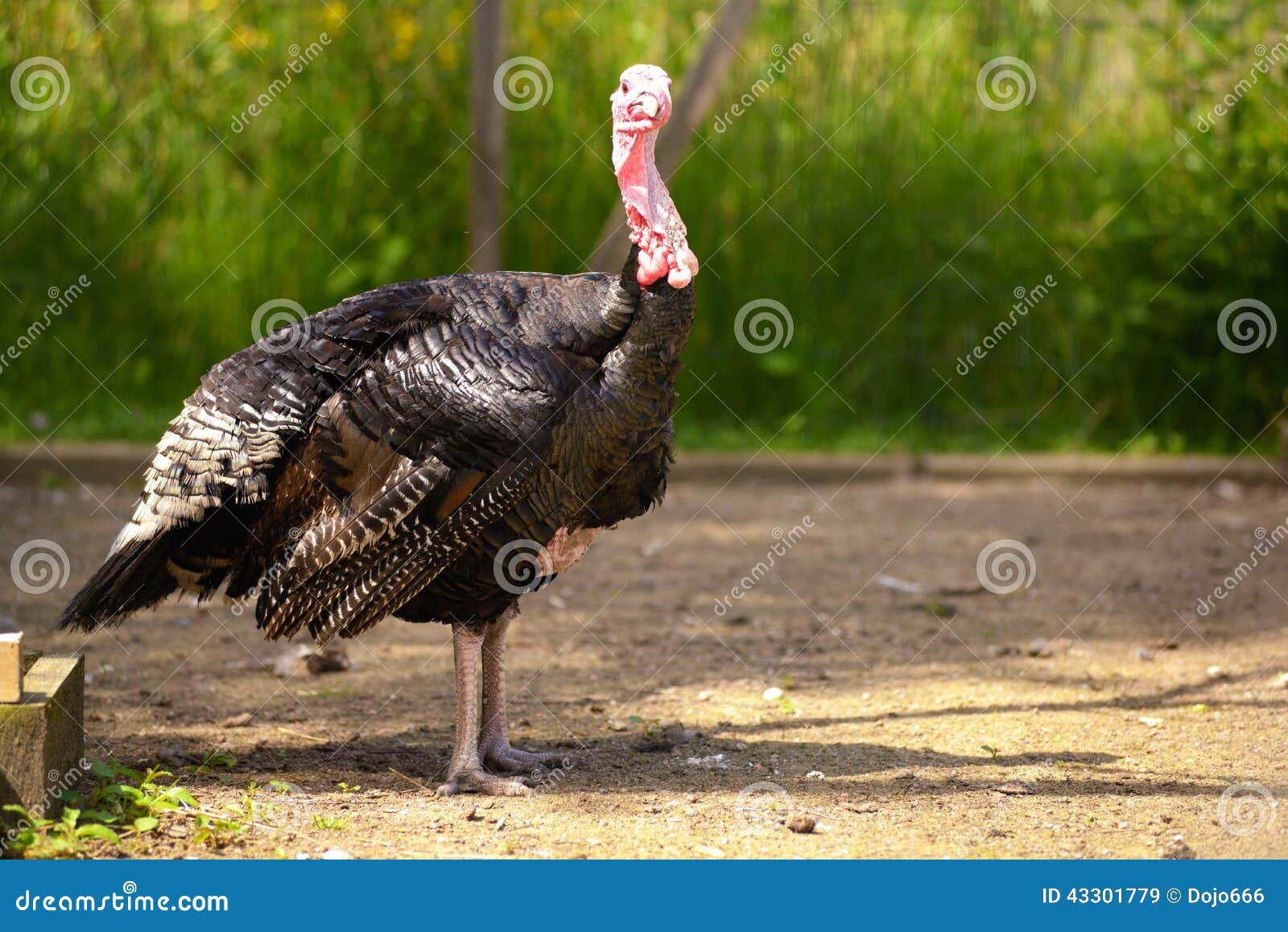 Farm male turkey outdoor stock image. Image of head, feather - 43301779