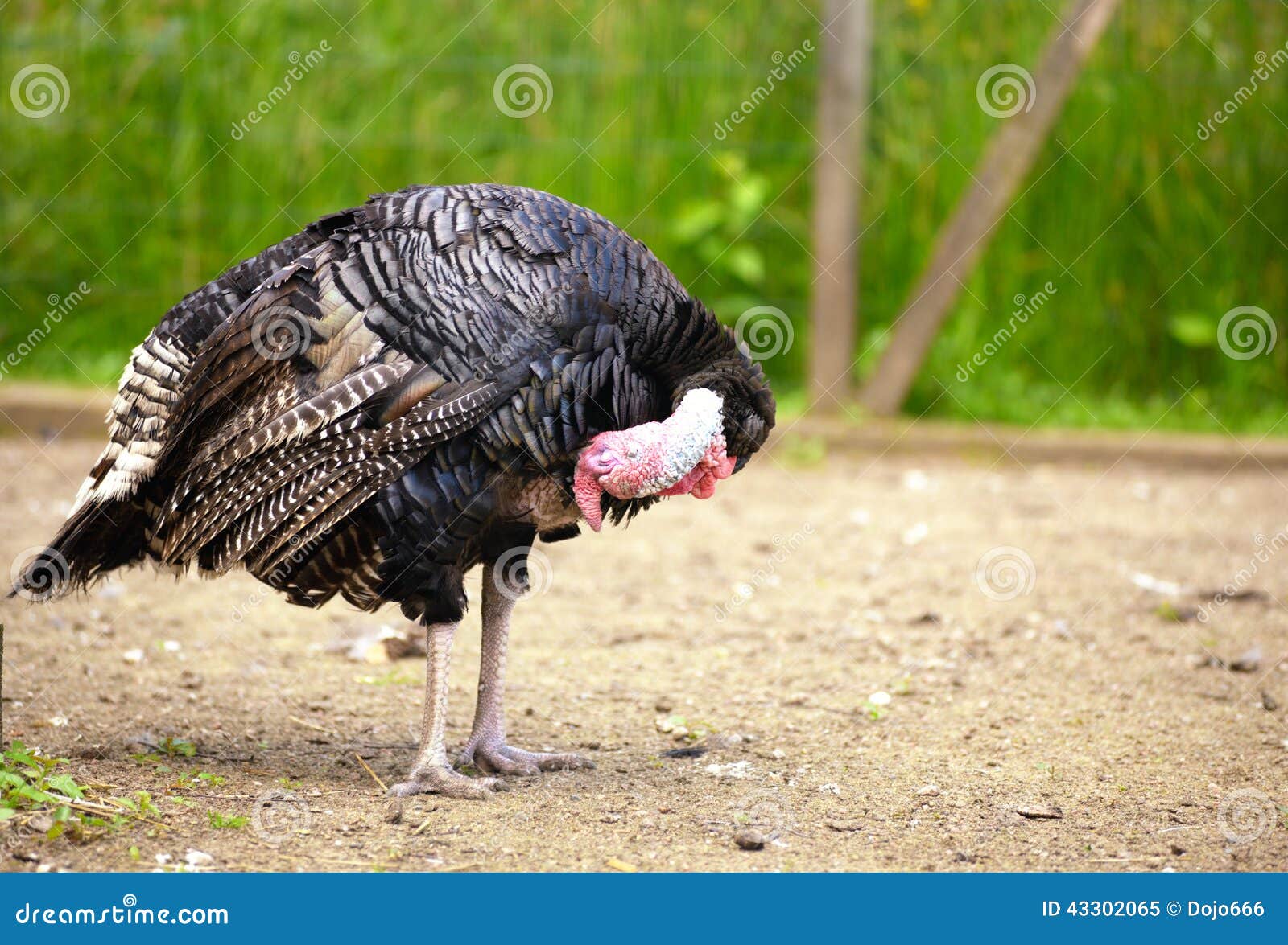 Farm male turkey outdoor stock image. Image of walk, neck - 43302065