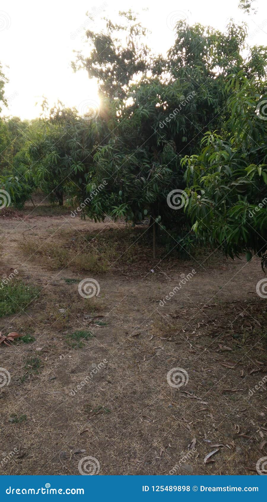 FARM of MANGO stock photo. Image of tree, farm, mango - 125489898
