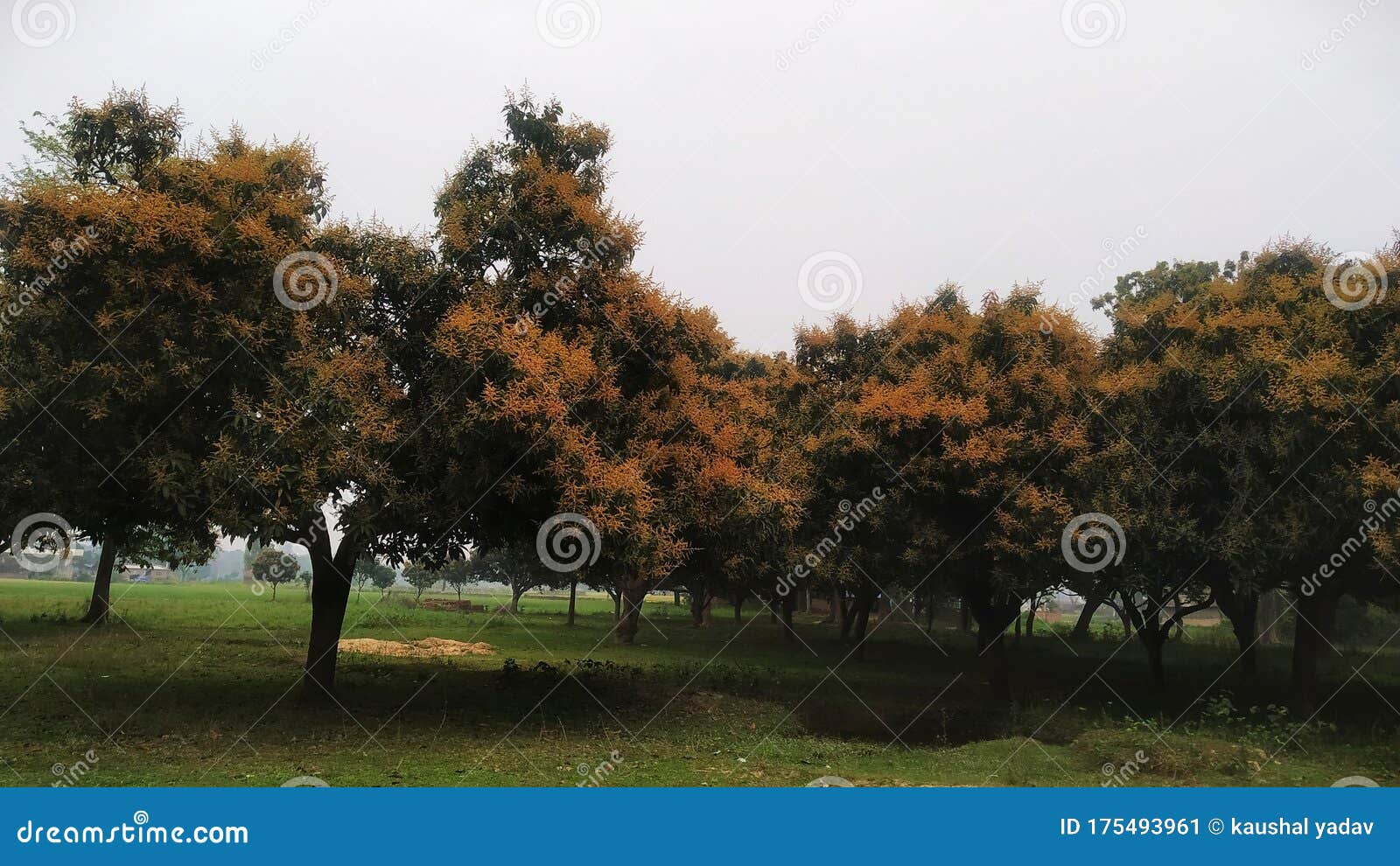 Farm of mango tree stock image. Image of farm, tree - 175493961