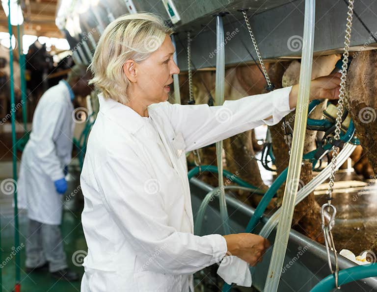 Farm Milkmaids Man And Female With Modern Cow Milking Machines Stock