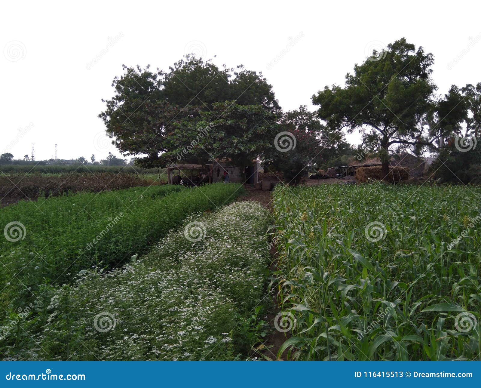 Farm stock image. Image of botad, farm, bhimdad, gadhada - 116415513