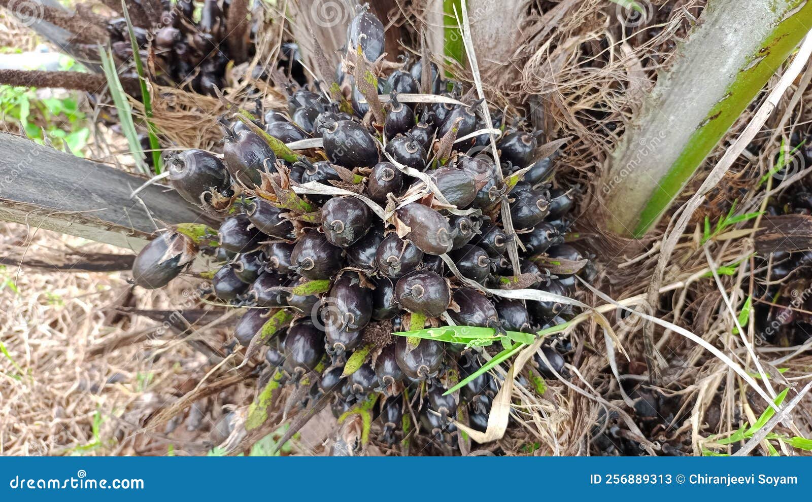 Farm oil tree stock image. Image of farm, farming, tree - 256889313