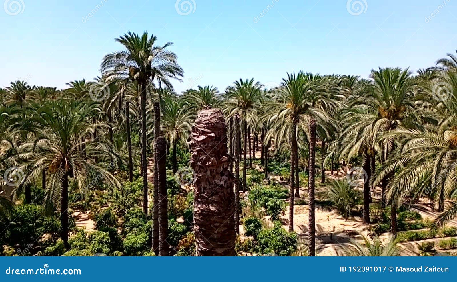 Farm of Palm and Mango Trees Together Stock Video - Video of growing ...