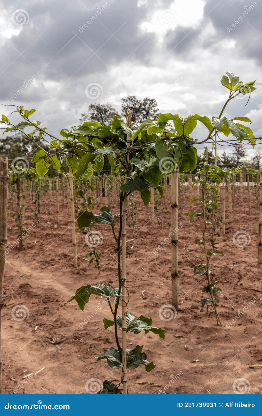 A farm of passion fruits stock image. Image of field - 201739931