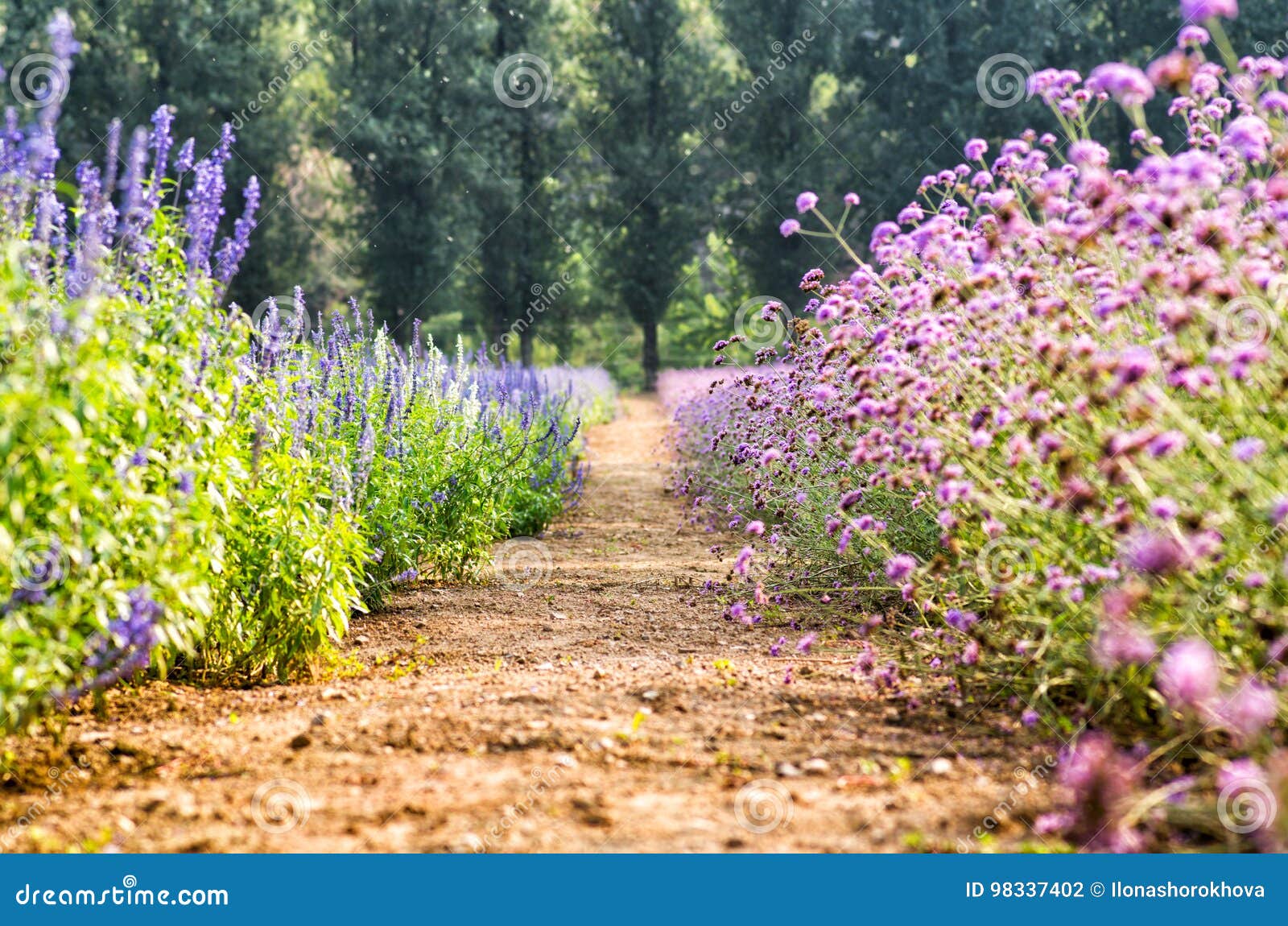 Farm Path between Bright Flower Lawns Stock Photo - Image of farm, land ...