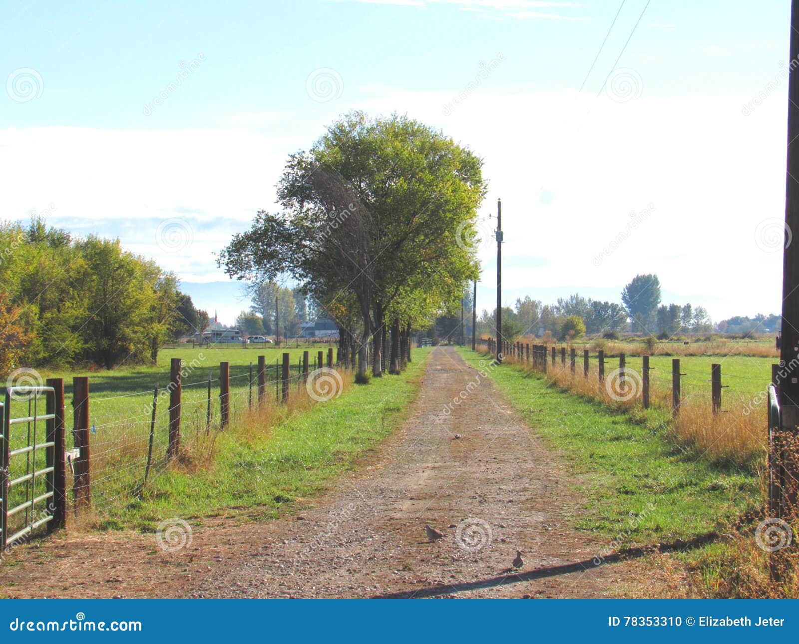 Farm path stock photo. Image of sunrise, path, morning - 78353310
